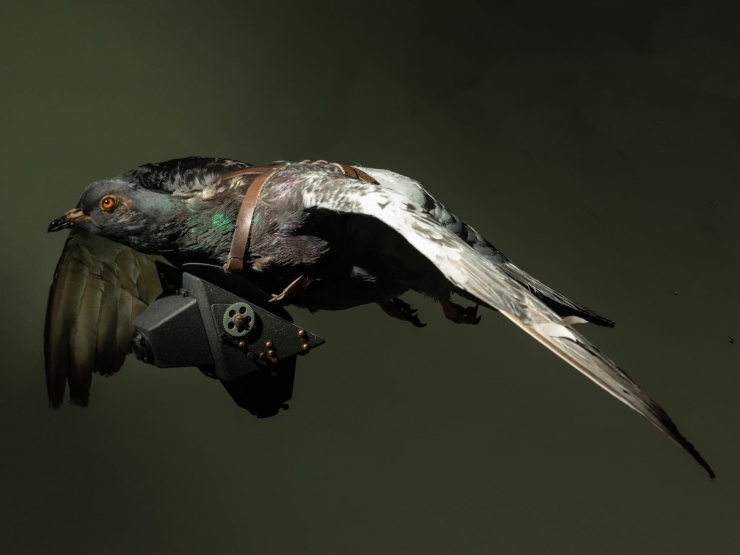 Animals Cold War Spy CIA Unveils Cold War Spy Pigeon Missions: Report